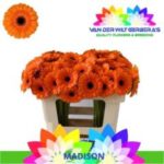 Germini – Wholesale Flowers and Plants