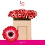 Germini – Wholesale Flowers and Plants